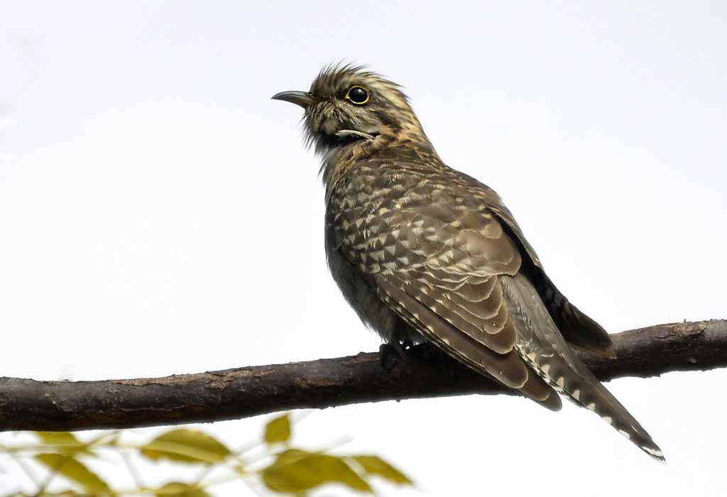 Pallid Cuckoo - Profile | Traits | Facts | Call | Diet | Breeding ...