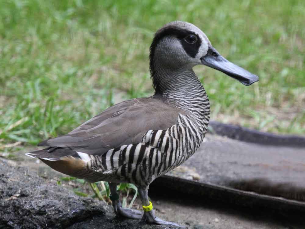 Pink-Eared duck - Profile | Traits | Facts | Call | Diet | Breeding ...