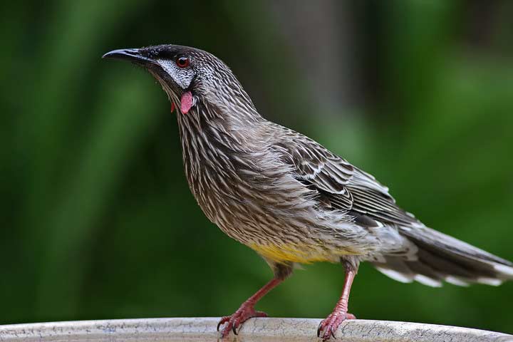 Red Wattlebird - Profile | Traits | Facts | Habitat | Diet | Breeding ...