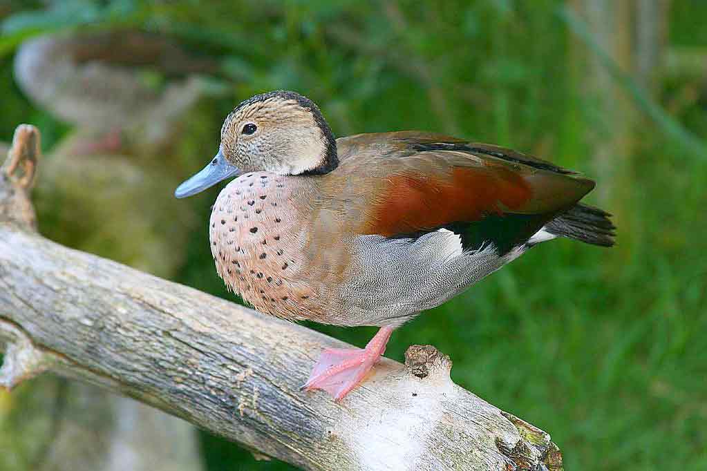 Ringed Teal - Profile | Traits | Facts | Habitat | Diet | Breeding - Bird Baron