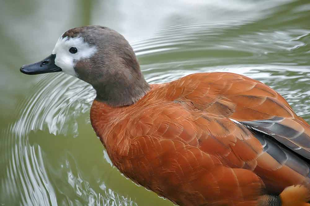 South African Shelduck - Profile | Traits | Facts | Diet | Breeding ...