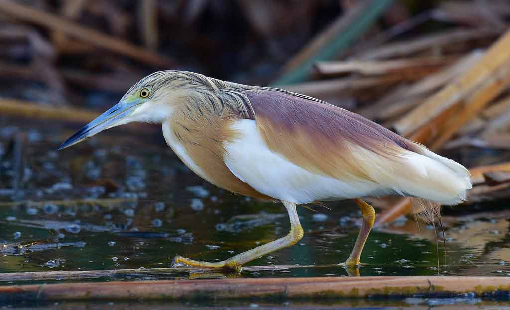 Squacco Heron – Profile | Traits | Facts | Habitat | Breeding - Bird Baron