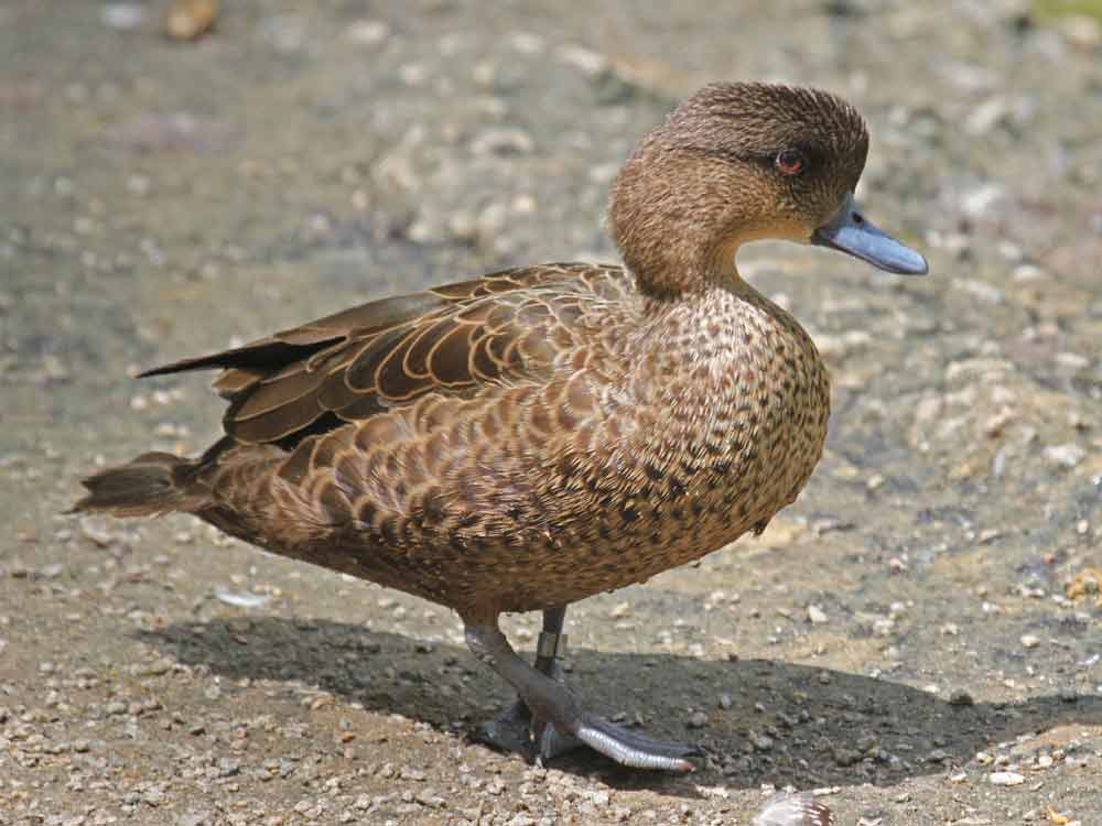 Sunda Teal – Profile | Traits | Facts | Habitat | Breeding | Voice - Bird Baron