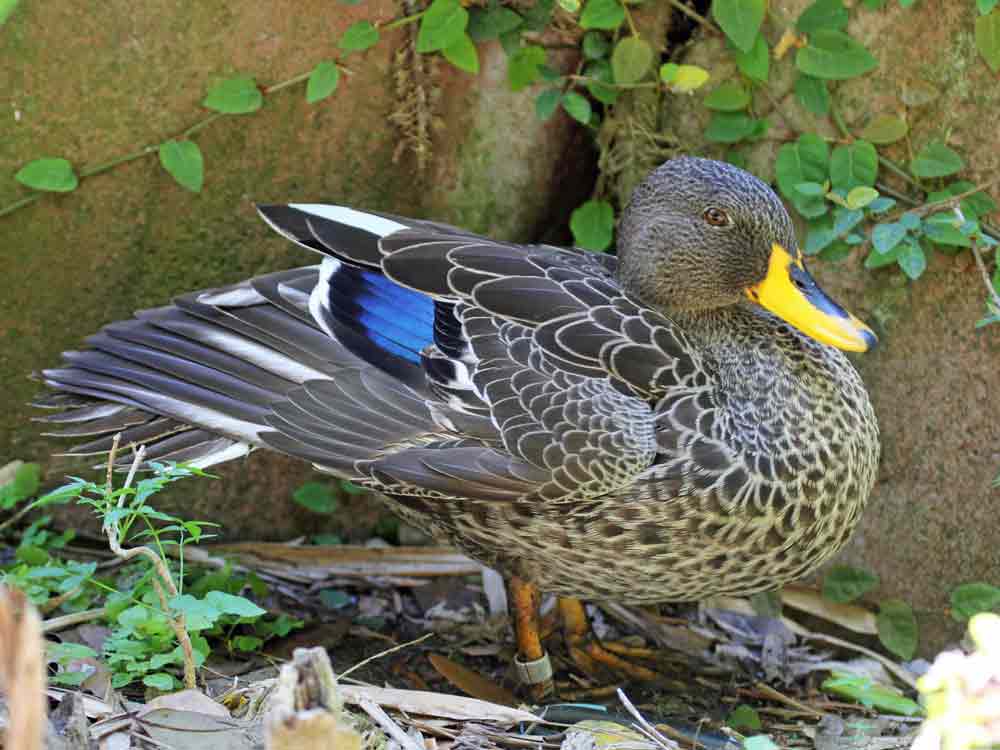 Yellow-Billed Duck - Profile | Traits | Facts | Habitat | Breeding ...