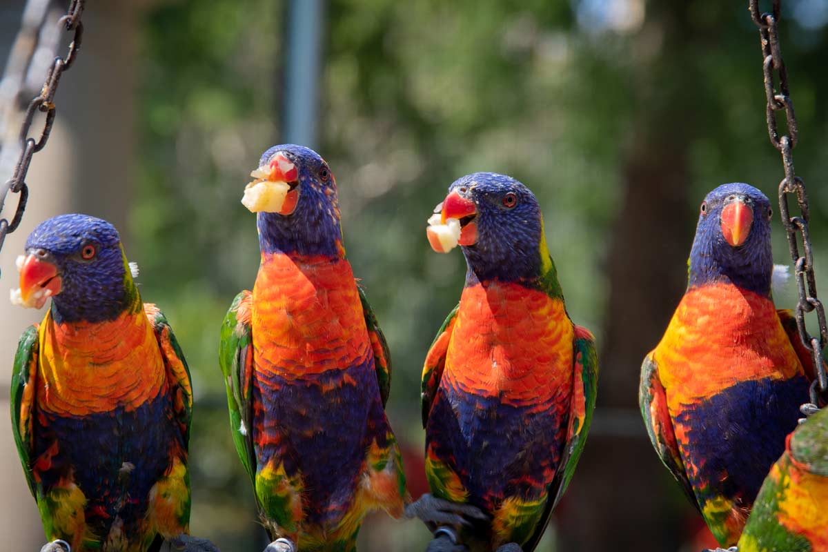 Untold Unique Qualities that Make Parrots Great Pets - BirdBaron